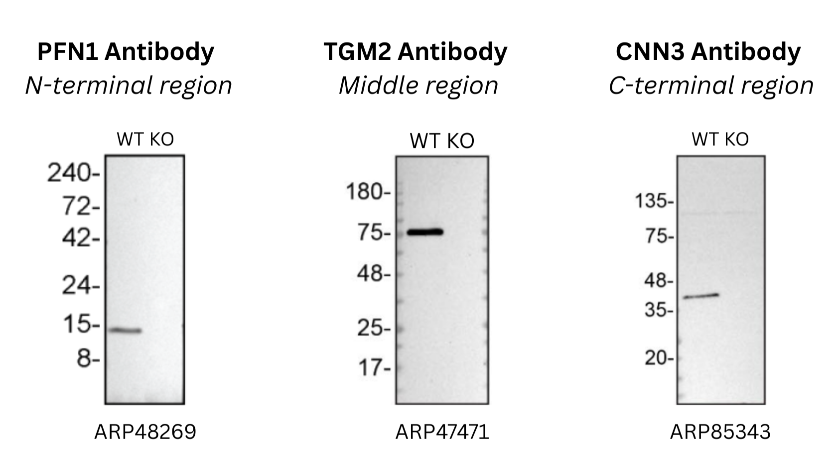 Why Knockout Validation is Essential for Western Blot Specificity ...