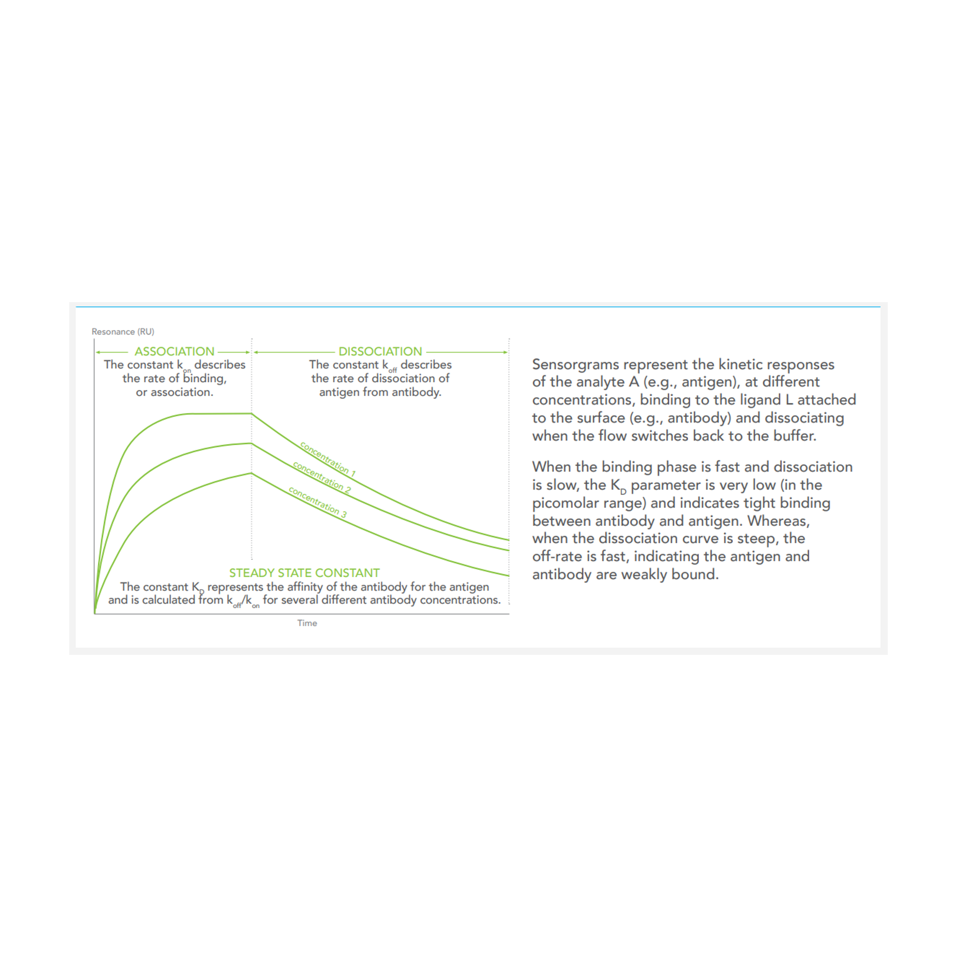 How We Use Carterra’s LSA to Understand Antibody Performance at Scale