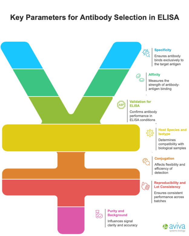 7 Considerations for Building a Reliable ELISA Assay